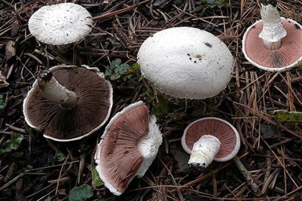 Hongos Comestibles En Nebraska Gírgola Común (Pleurotus Ostreatus)