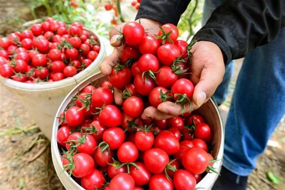 Variedades De Tomates Para Florida