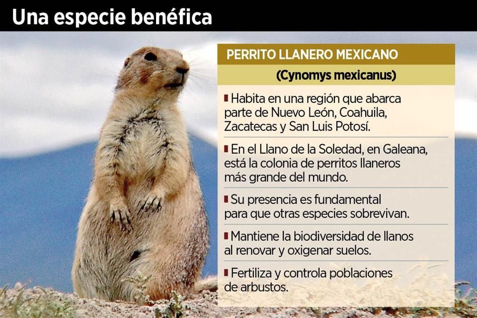 Cuantos Perritos De La Pradera Hay En La Colonia