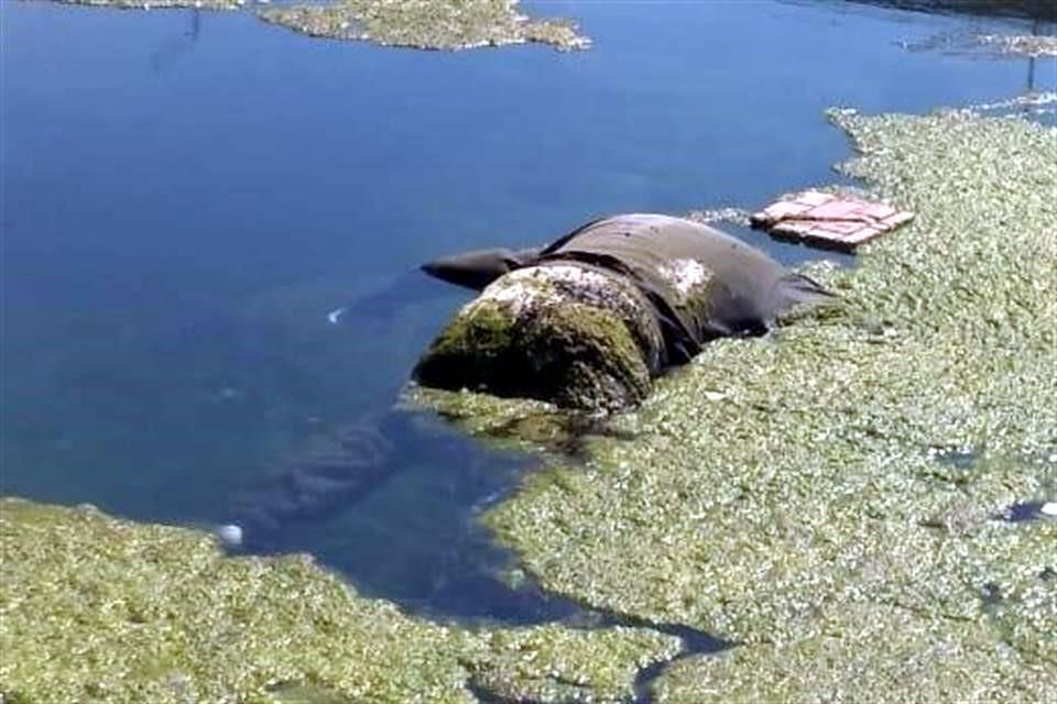 Cadáver Hinchado En El Agua