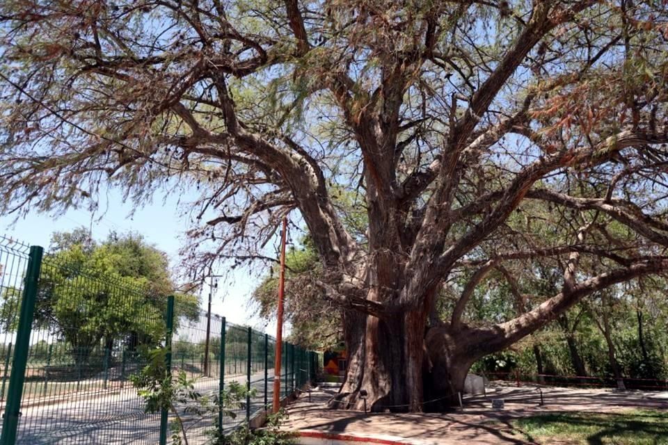 Peligra sabino milenario en General Terán