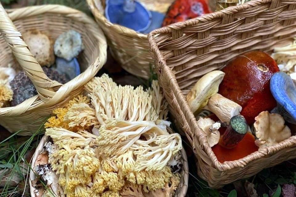 Guía De Hongos De Virginia