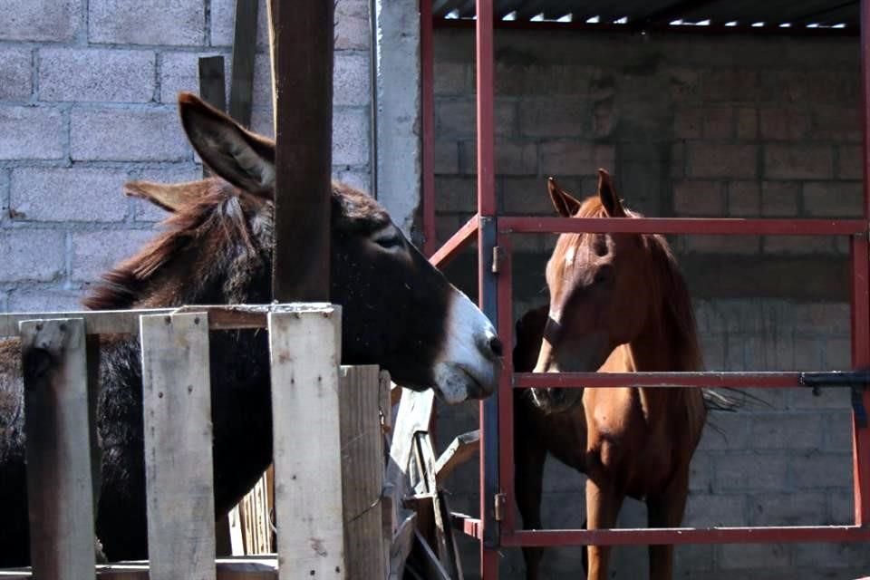 Rescata santuario animales recolectores