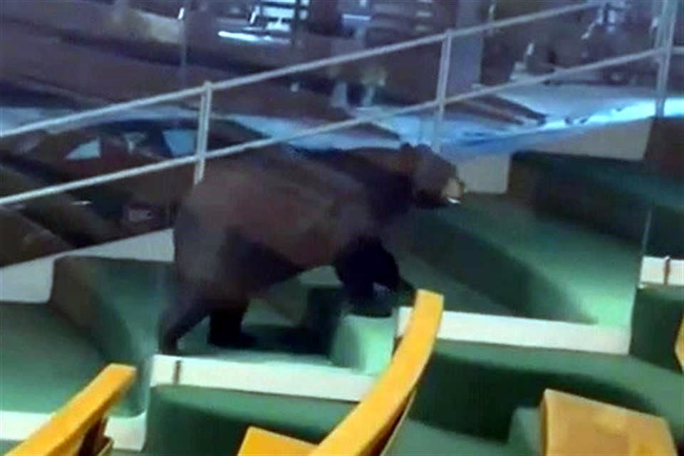 Oso religioso: lo captan afuera de iglesia