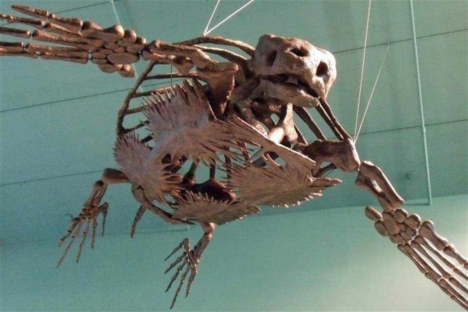 Esqueleto De Tortuga Marina Gigante PDF) Anatomía Esquelética De