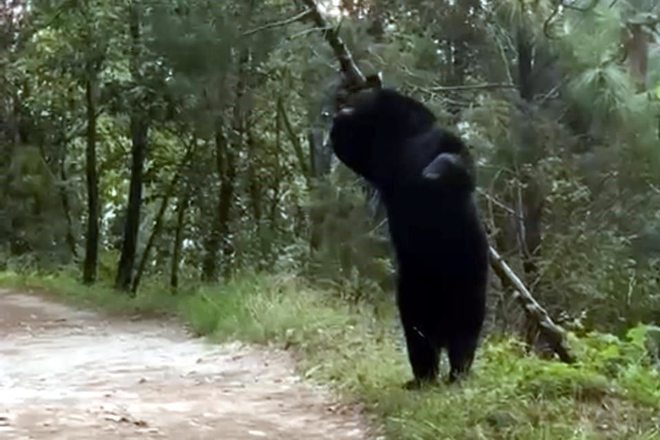 Çaptan a oso en Parque Ecológico Chipinque