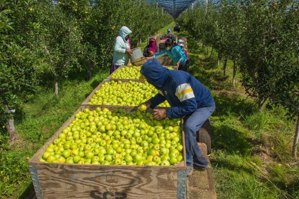 Del campo al mercado: manzanas chihuahuenses